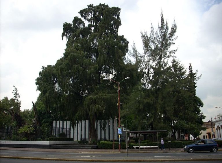 Metro Popotla, Calzada México-Tacuba, Miguel Hidalgo